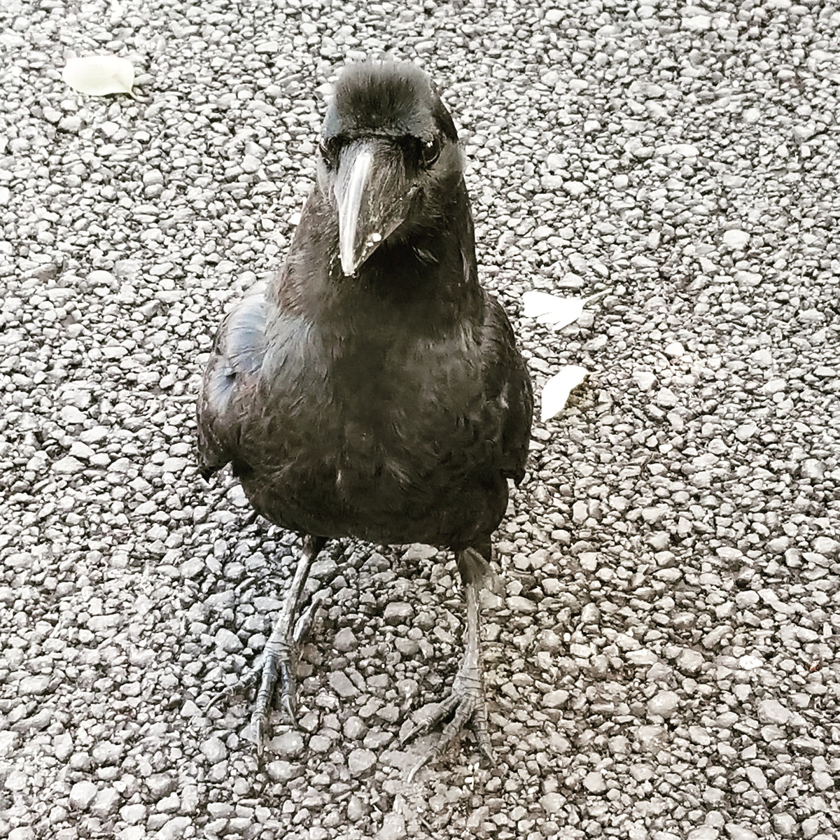 Japanese Crow in Ueno Park Tokyo Japan stock photo – Dark Whimsical Art